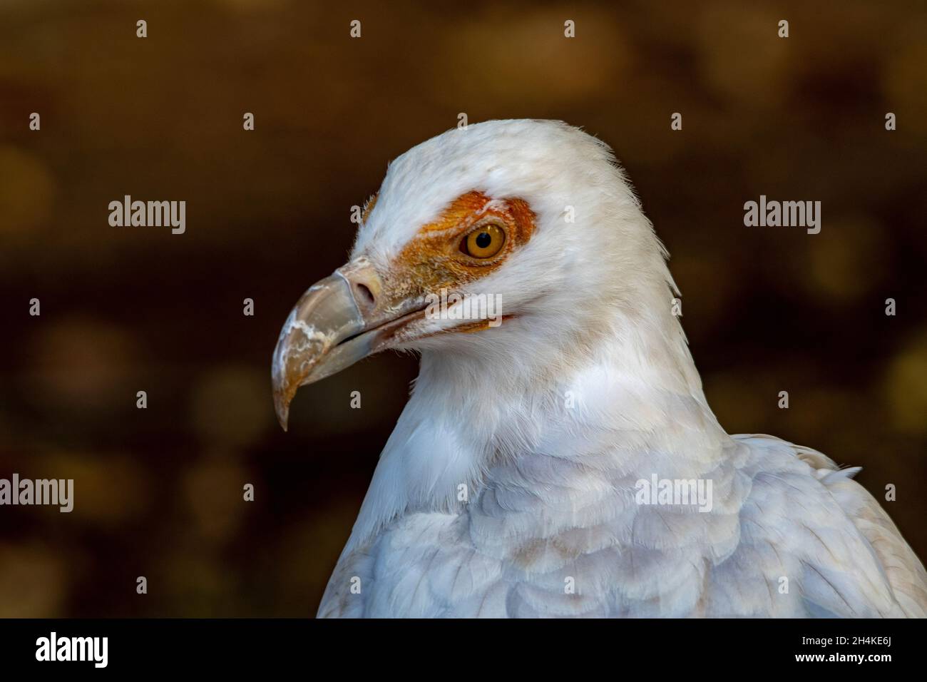 Gypohierax angolensis - The palm or Angolan vulture is a species of ...