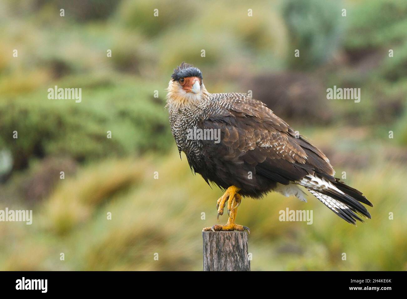 Caracara plancus - Patagonian Carancho, is a species of falconiform ...