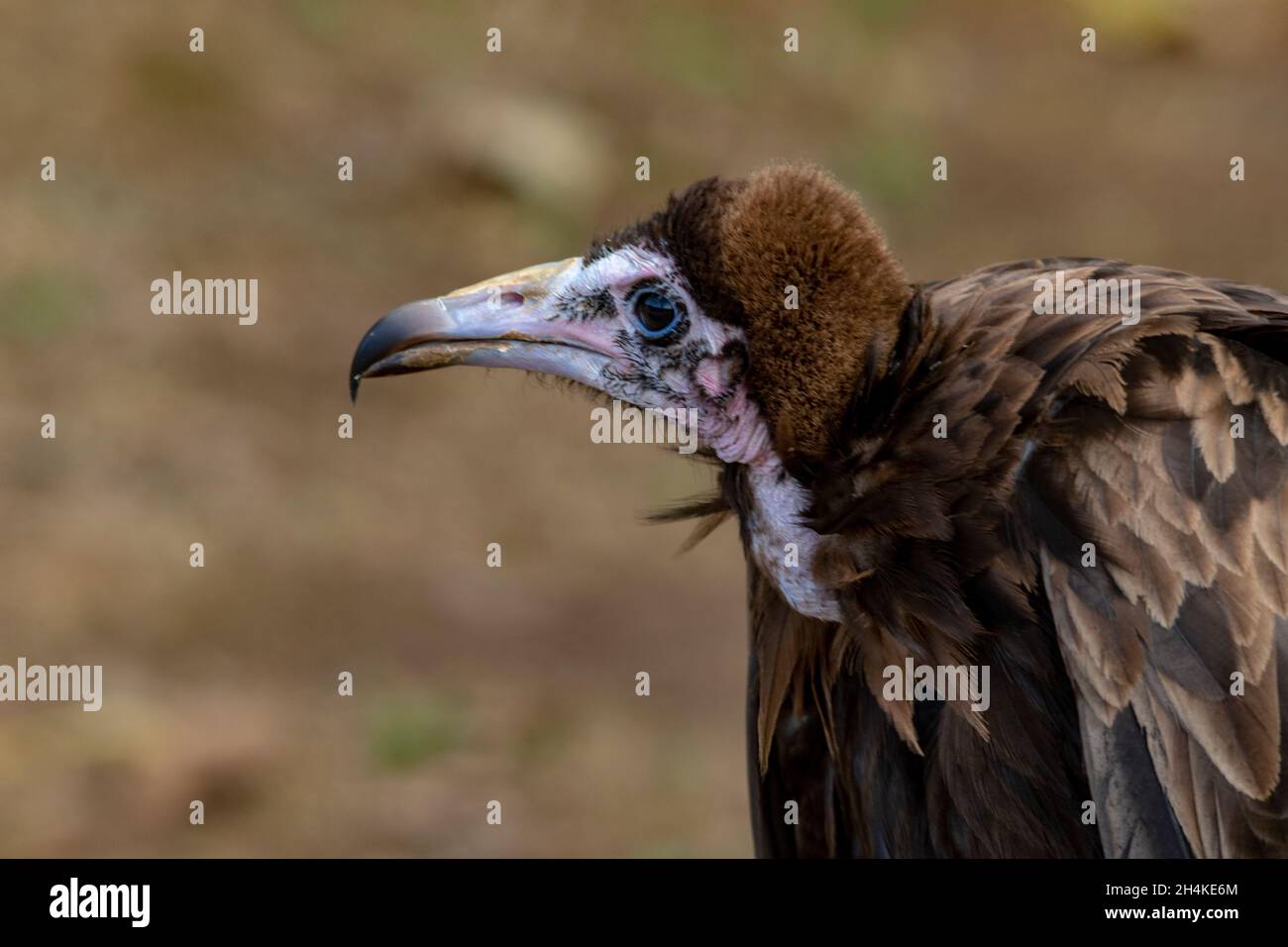 Torgos tracheliotos - The long-eared vulture or torgo is an ...