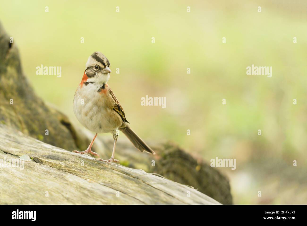 Zonotrichia capensis - The chingolo is a neotropical passerine bird ...