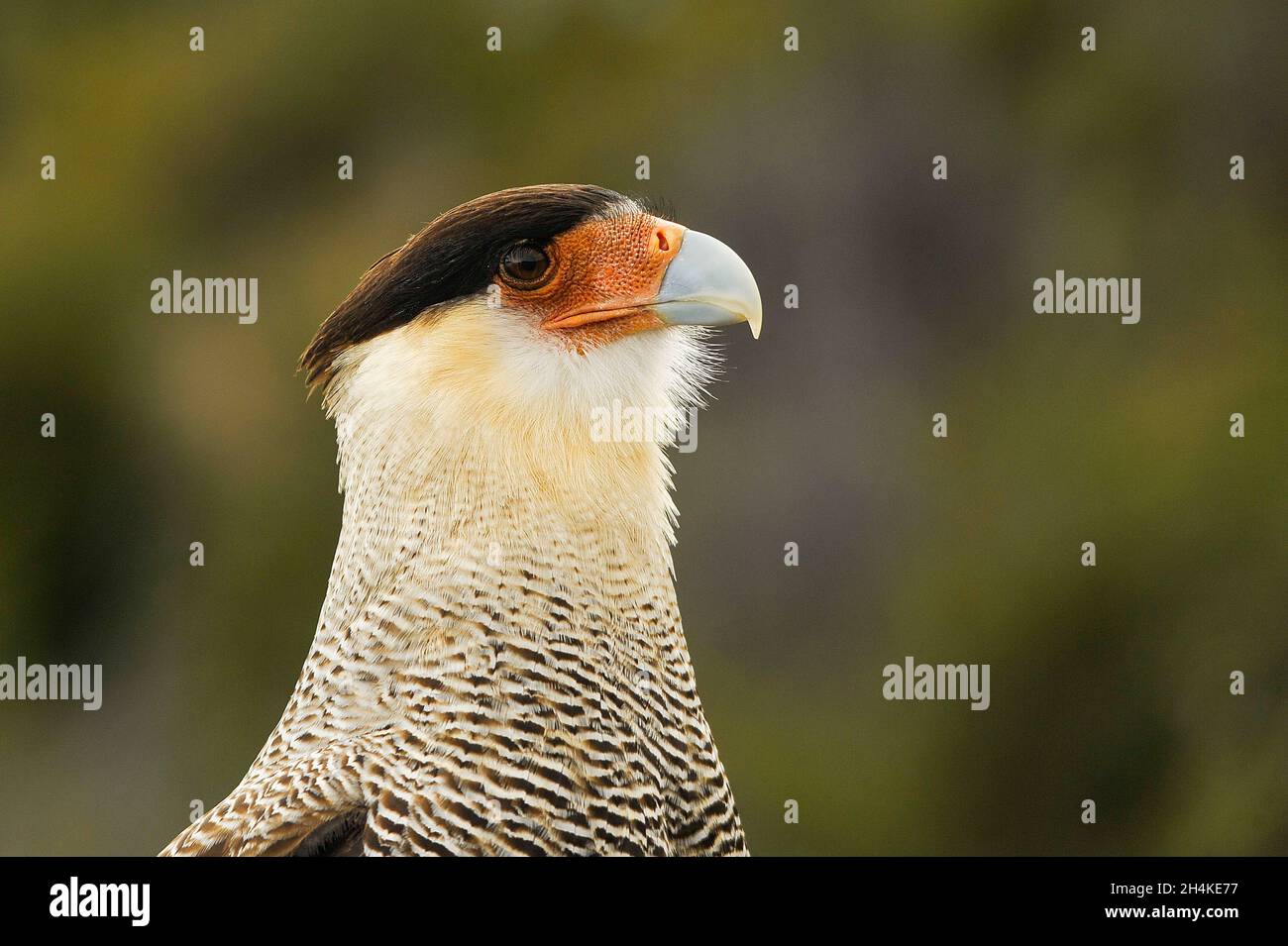 Caracara plancus - Patagonian Carancho, is a species of falconiform ...