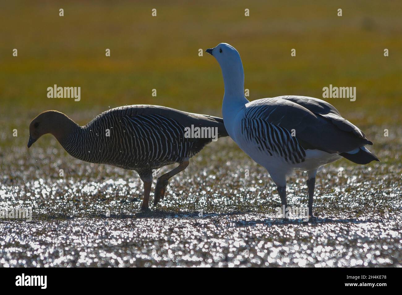 Chloephaga picta - The common cauquen, is a species of anseriform bird ...