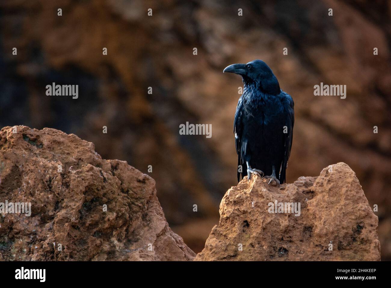 Corvus corax - The large crow, is a species of passerine bird in the ...