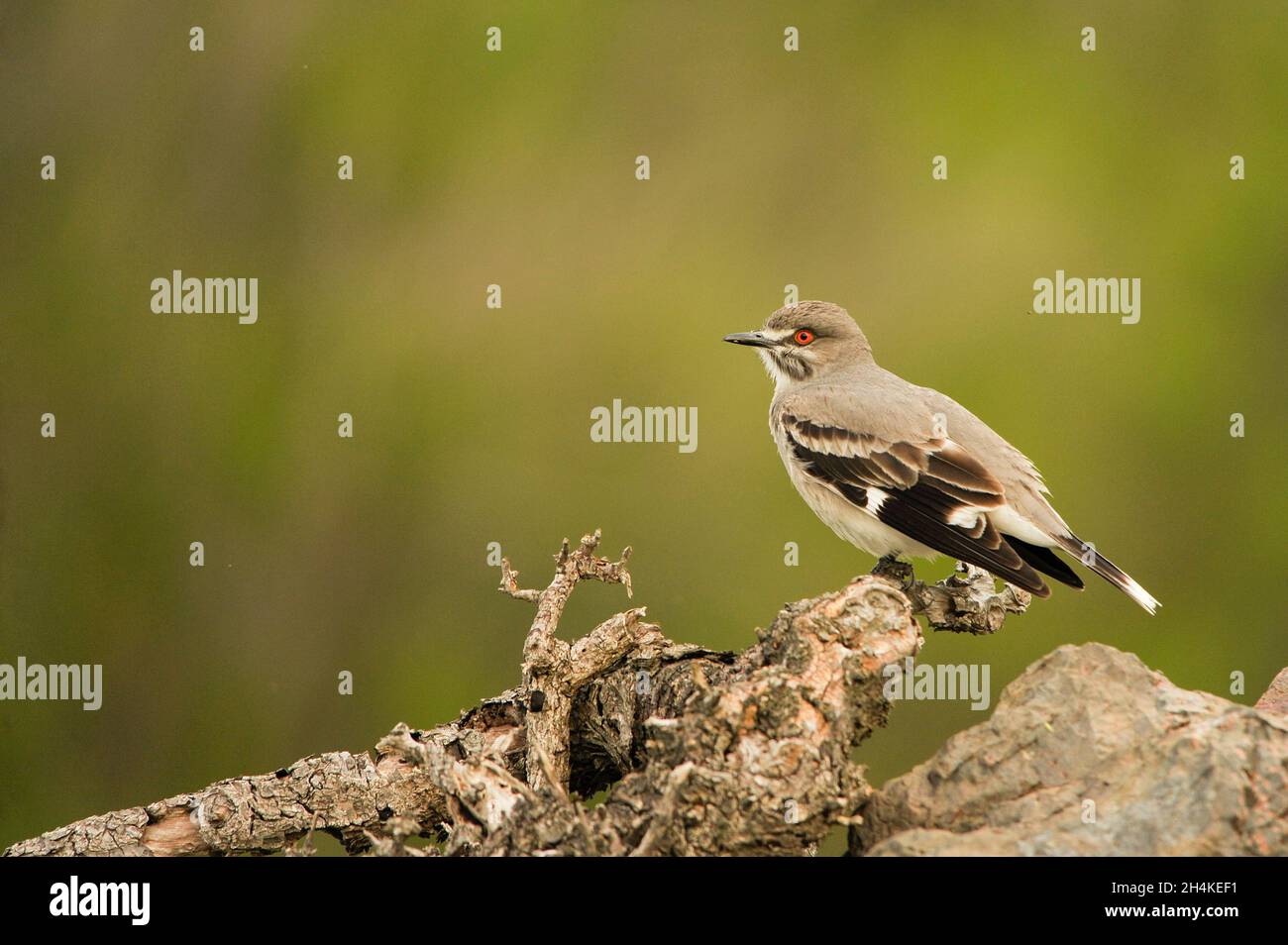 Nengetus cinereus - The gray nun is a species of passerine bird in the ...