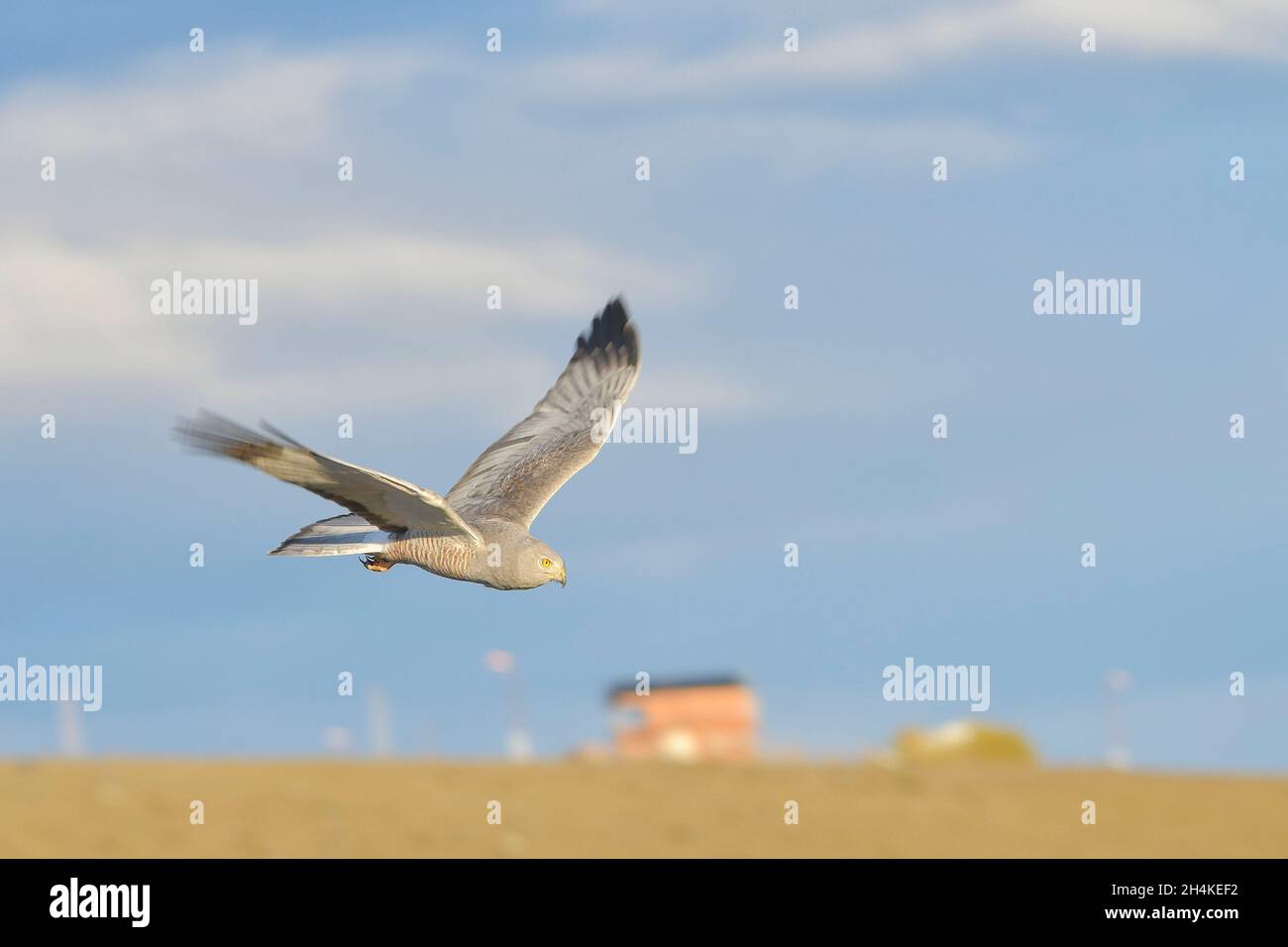 Circus cinereus - The Vari or ashen hawk, is a species of falconiform ...