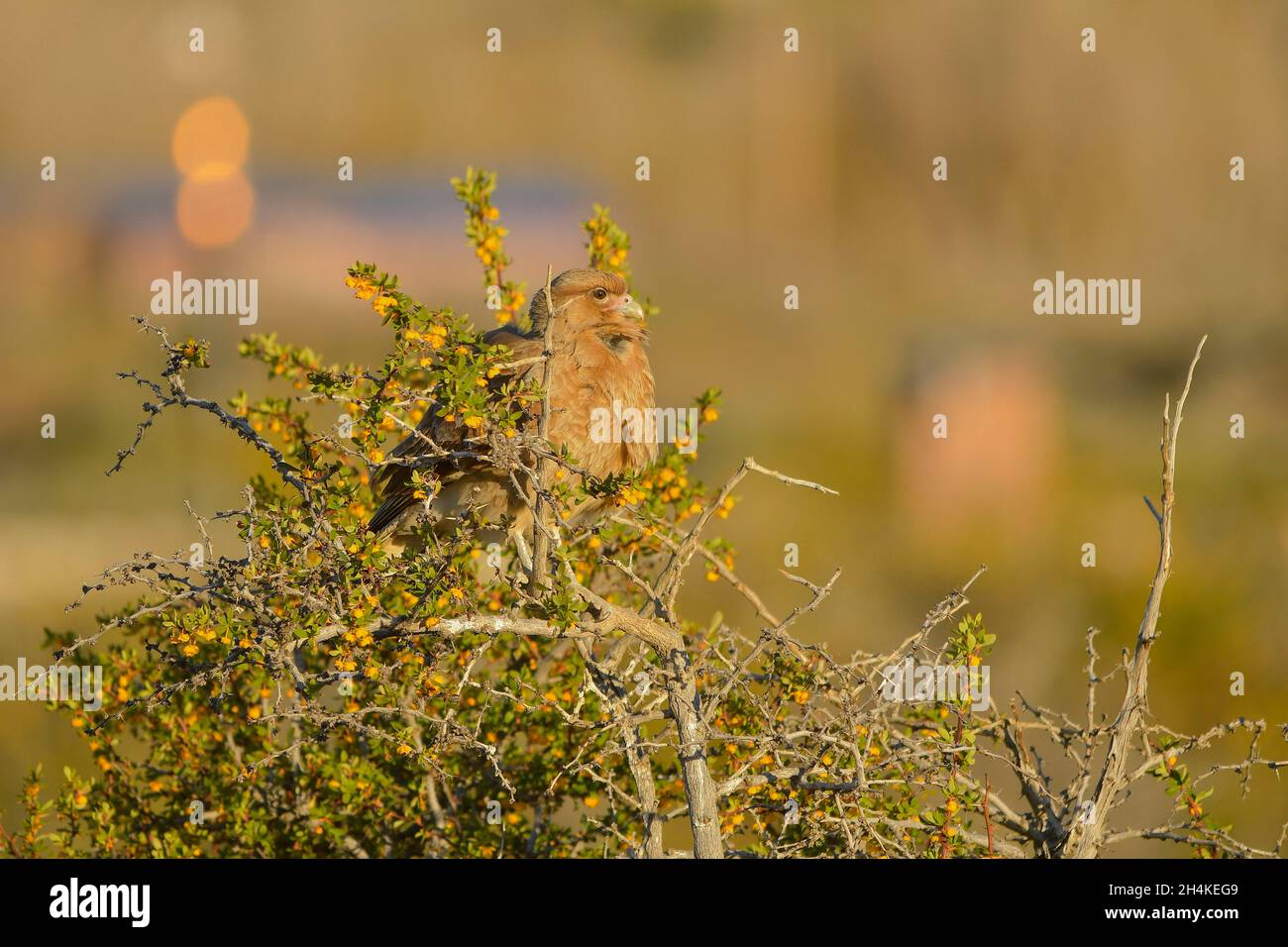 Circus cinereus - The Vari or ashen hawk, is a species of falconiform ...