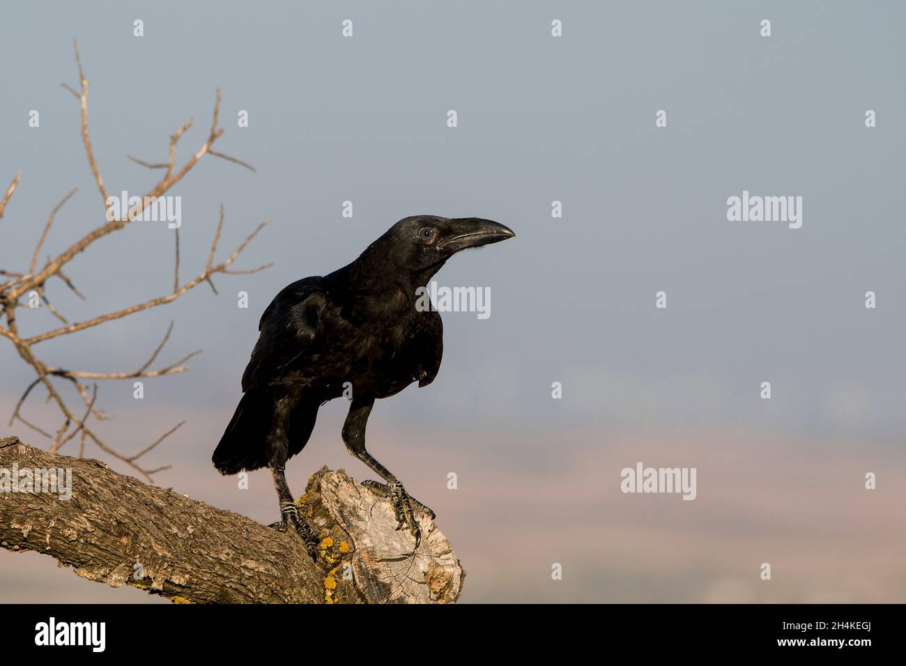 Corvus corax - The large crow, is a species of passerine bird in the ...