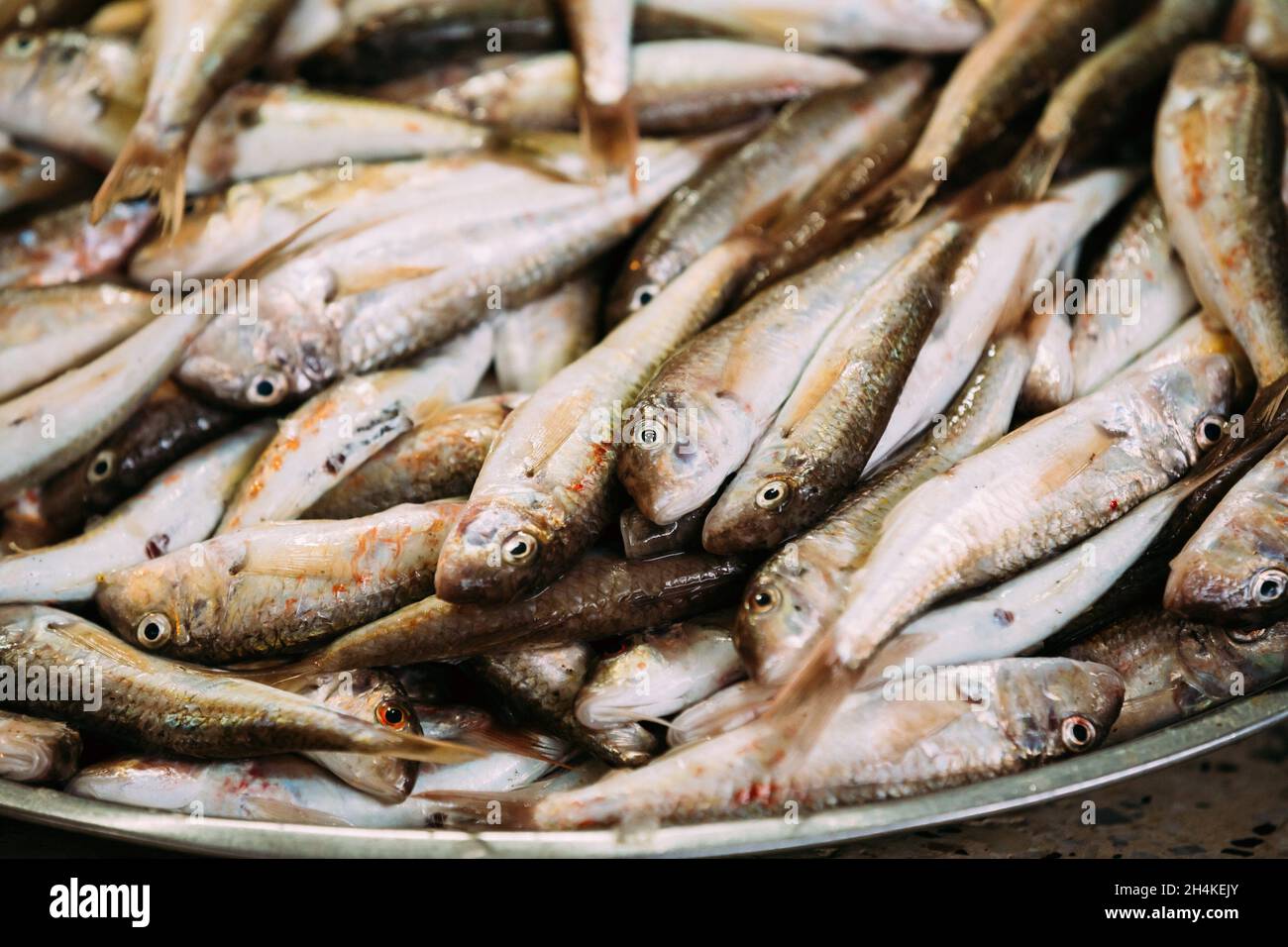 Mullet family hi-res stock photography and images - Alamy