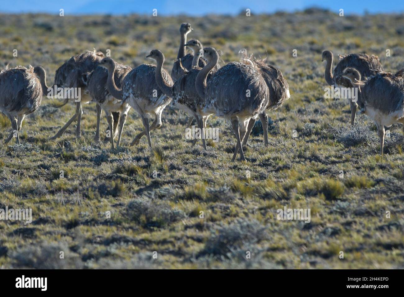 Rhea americana - The pampean rhea, is a species of strutioniform bird ...