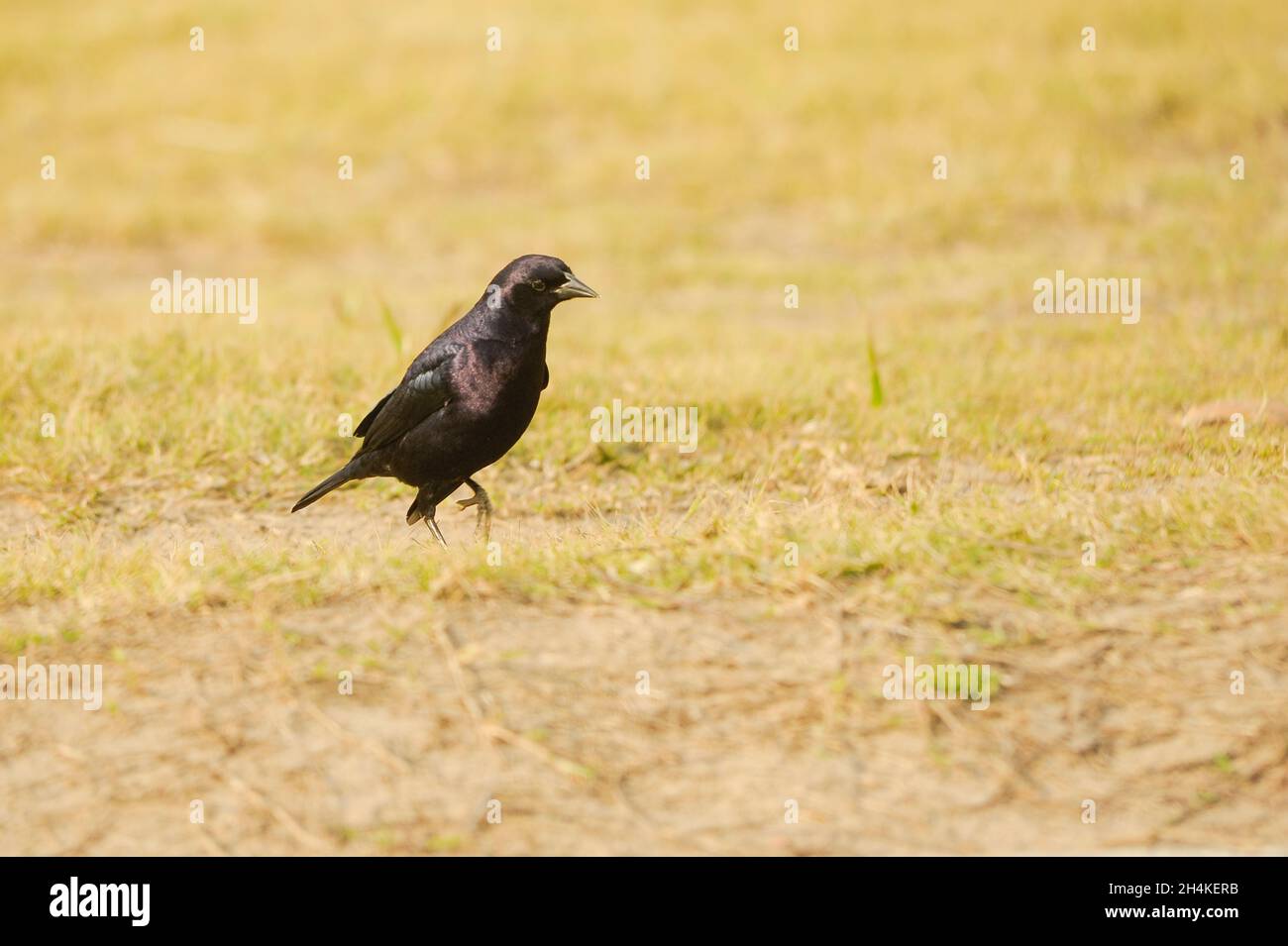 Molothrus bonariensis - The common thrush inhabits most of South ...