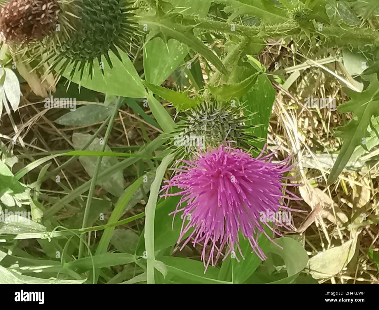 Beautiful green leaf hi-res stock photography and images - Alamy