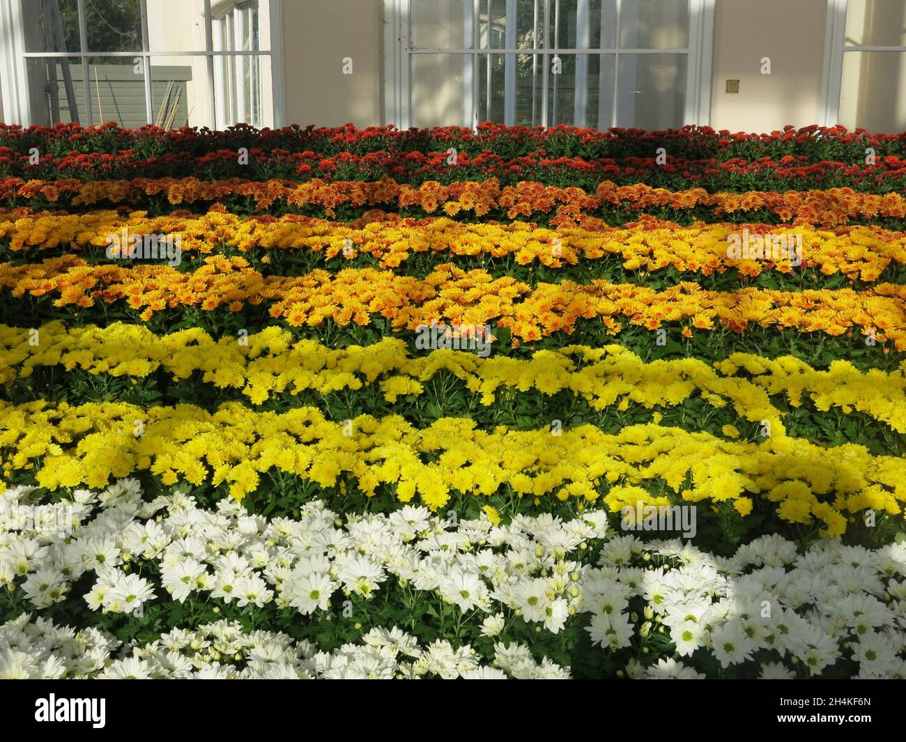 Vibrant display of colourful chrysanthemums in the Temperate House at ...