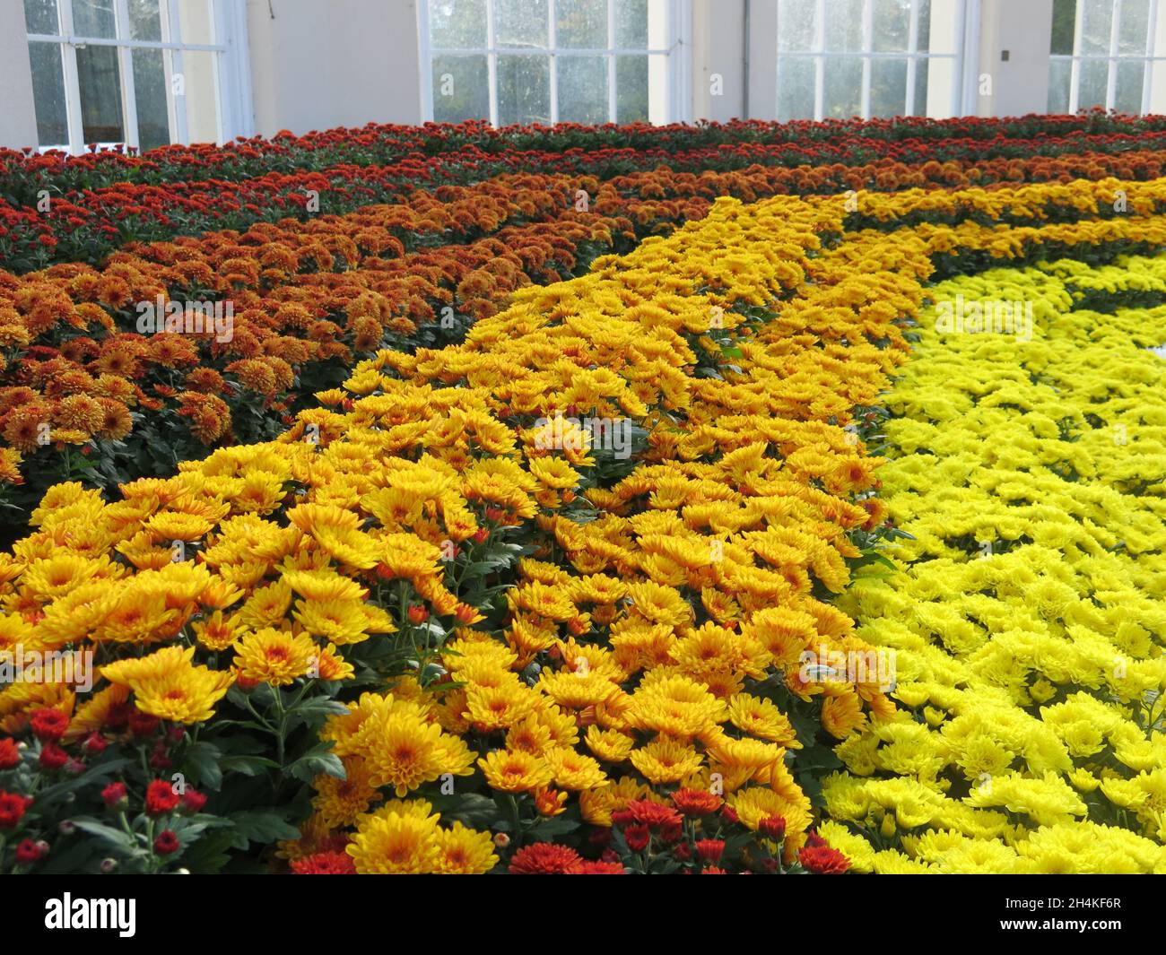 Vibrant display of colourful chrysanthemums in the Temperate House at ...