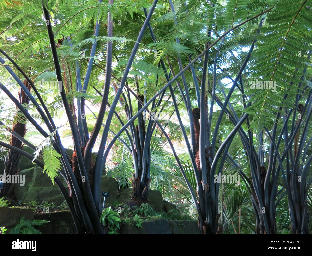 View of the exotic foliage of tree ferns with their long fronds in one ...
