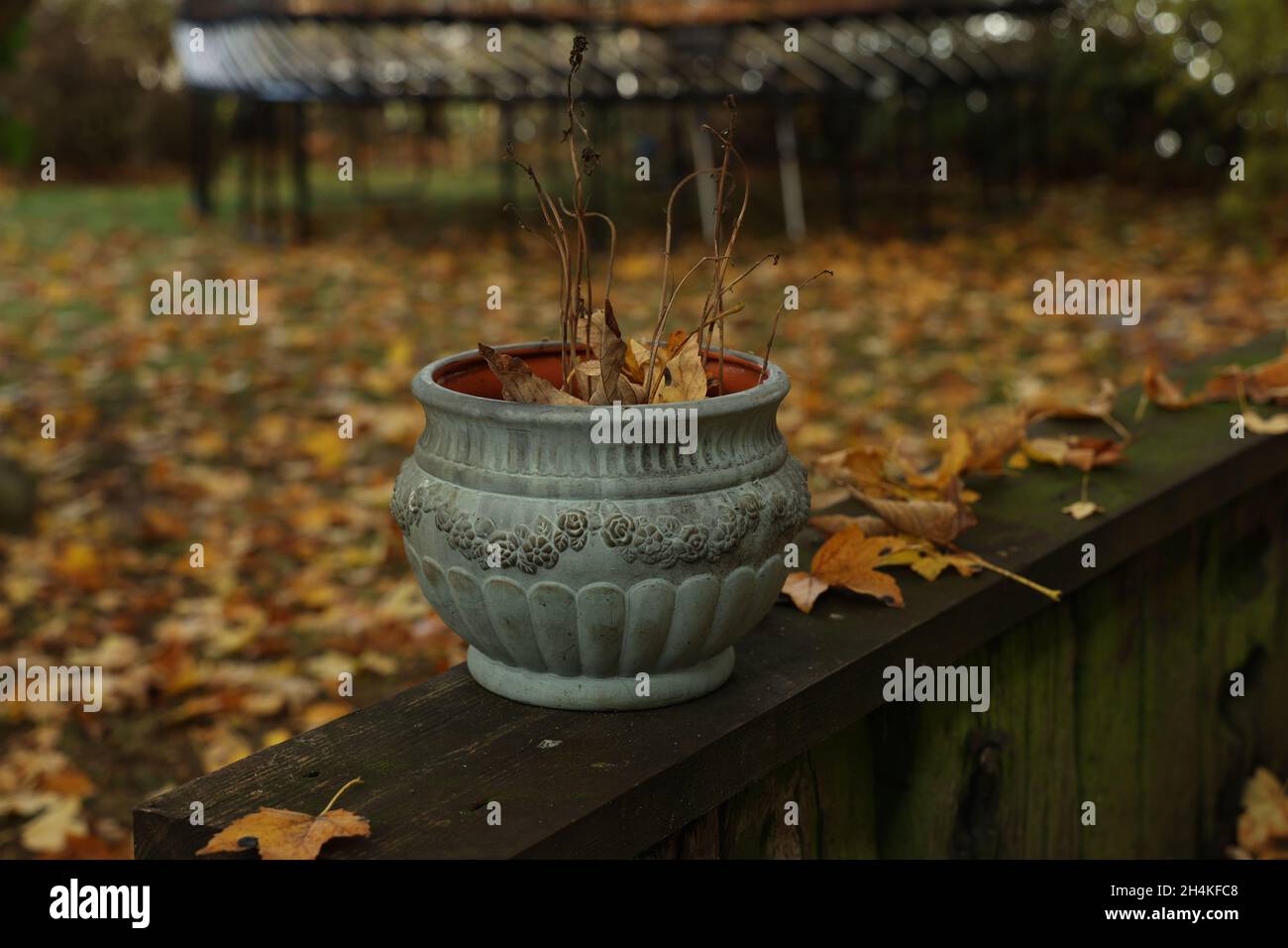 Ceramic pot with plant remains in the garden in autumn Stock Photo - Alamy