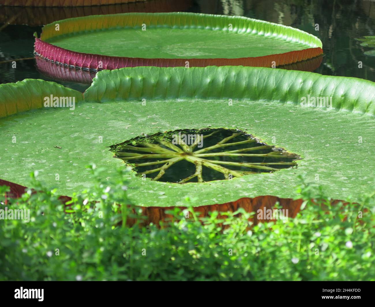 Two giant waterlily pads, one of them decomposing in the centre ...