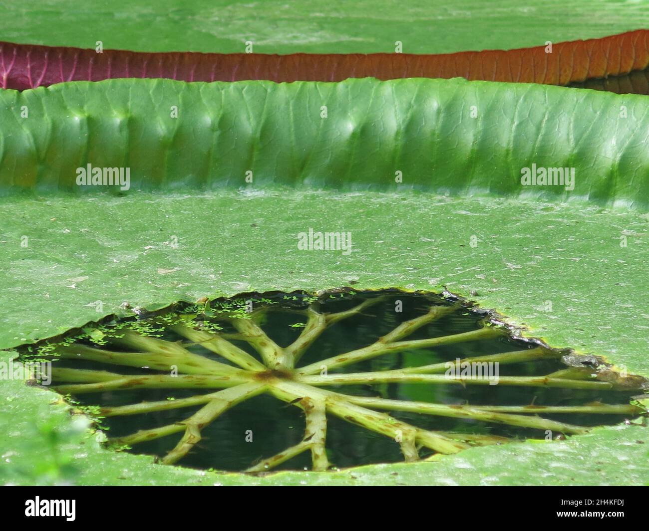 Close-up of a giant water lily pad, where the centre has decomposed ...