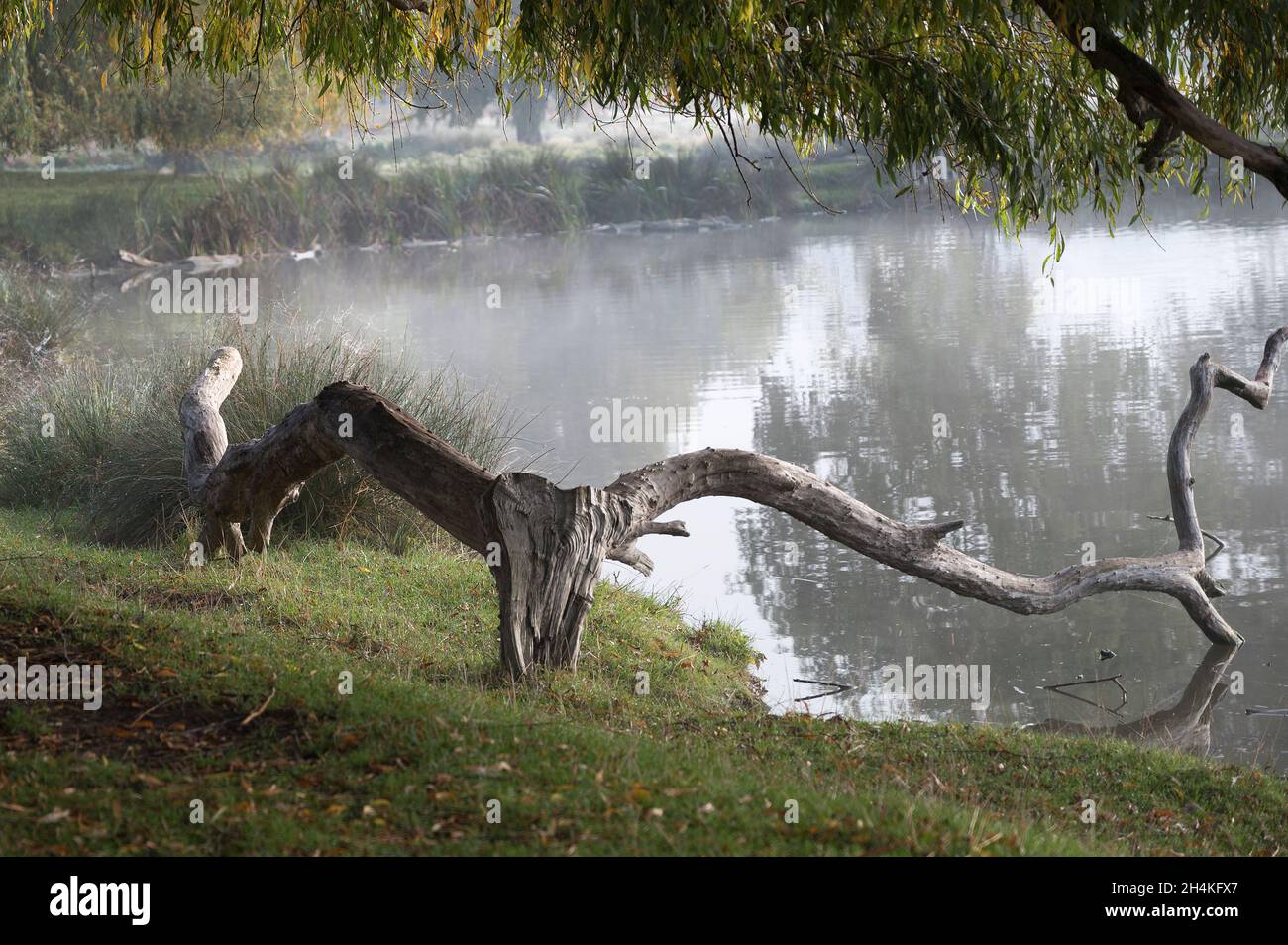 old willow tree fallen branch beside pond Stock Photo - Alamy