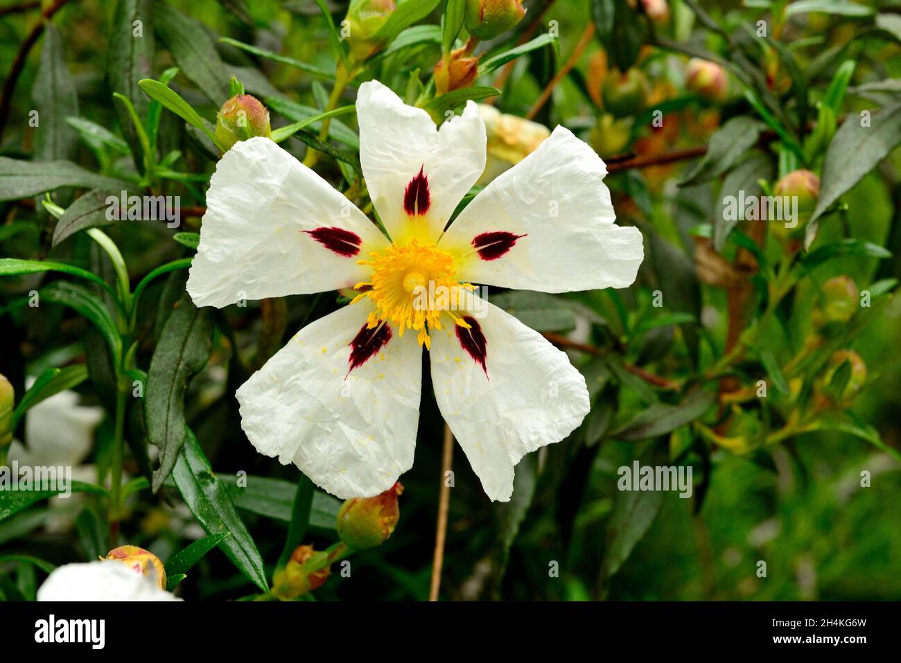 Labdanum tree hi-res stock photography and images - Alamy