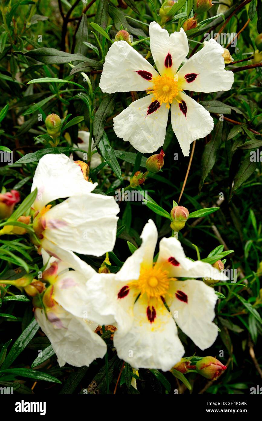 Labdanum tree hi-res stock photography and images - Alamy