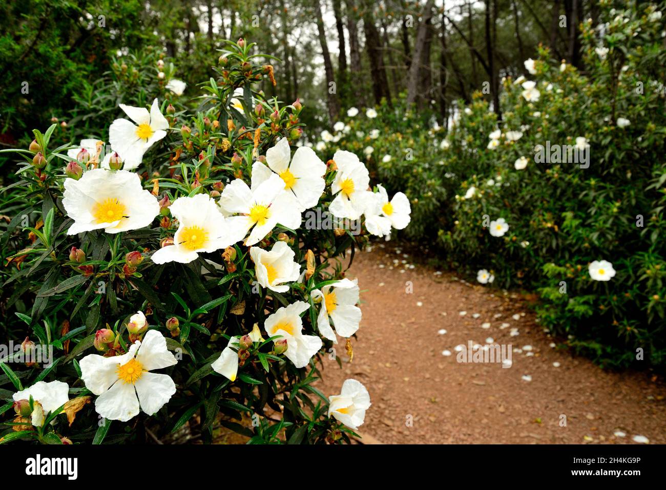 Labdanum tree hi-res stock photography and images - Alamy