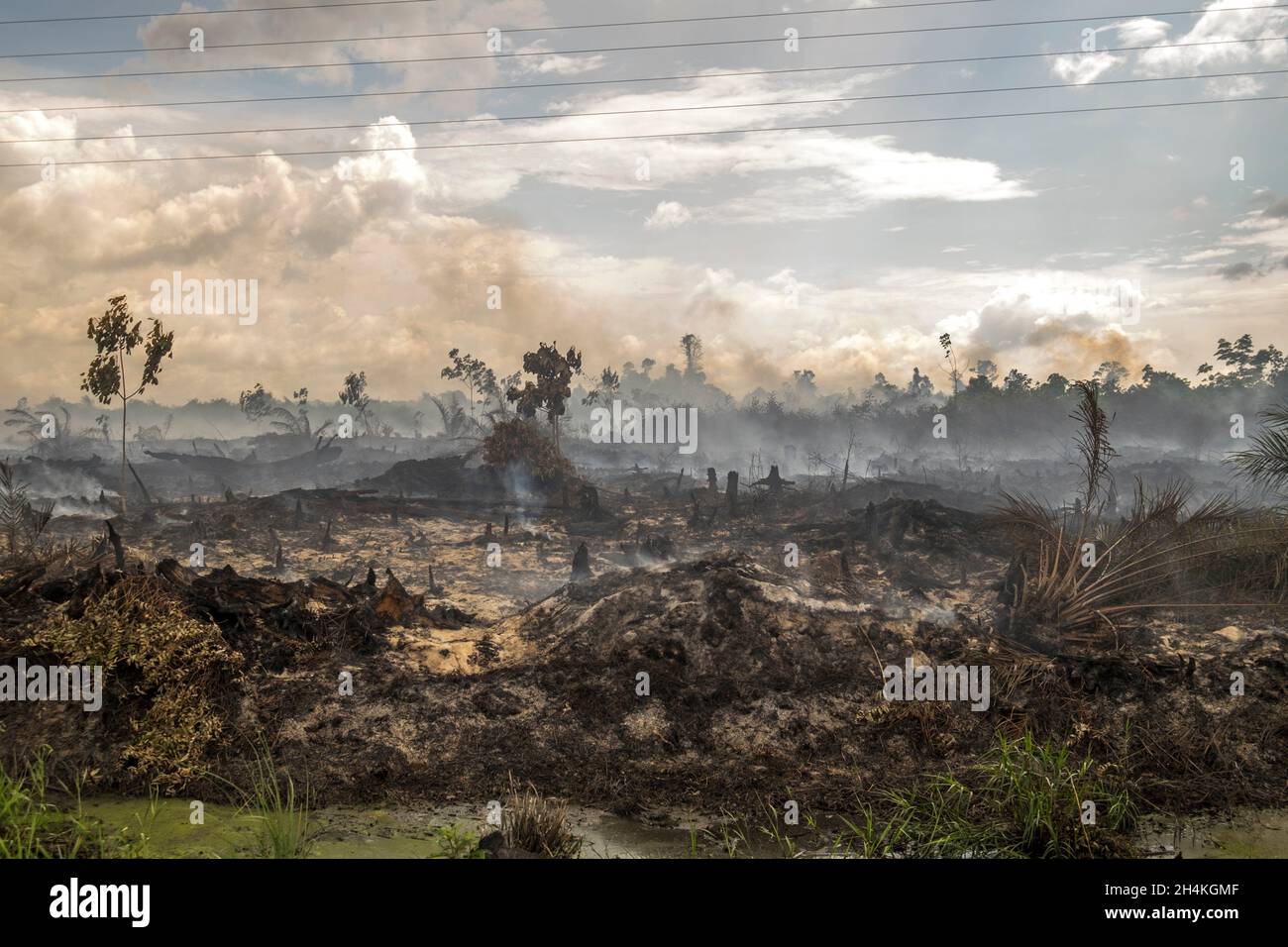 Sarawak borneo malaysia oil palm hi-res stock photography and images ...