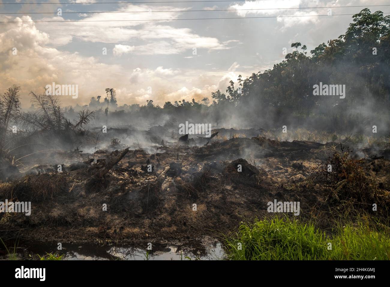 Oil palm plantation in malaysia hi-res stock photography and images - Alamy
