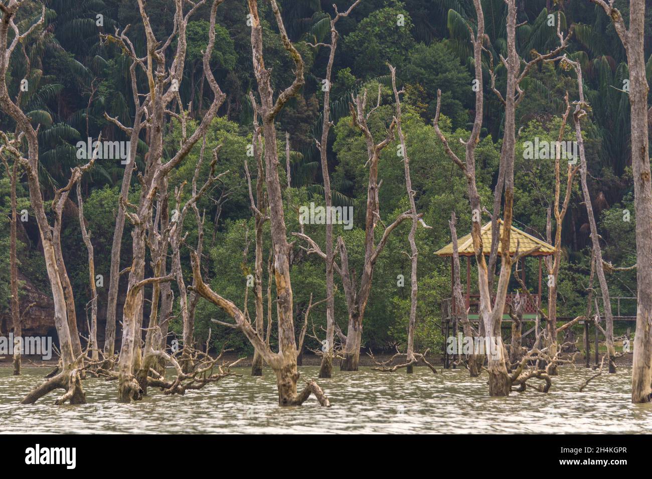 Dead mangrove tree hi-res stock photography and images - Alamy
