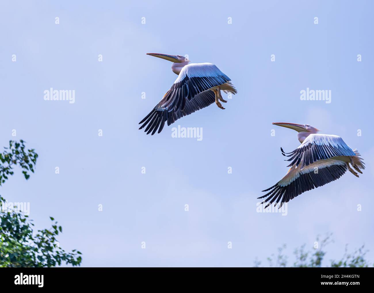 Pair of Pink Pelican in flight in parallel to each other Stock Photo ...