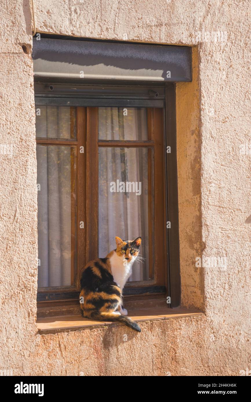 Three haired cat hi-res stock photography and images - Alamy