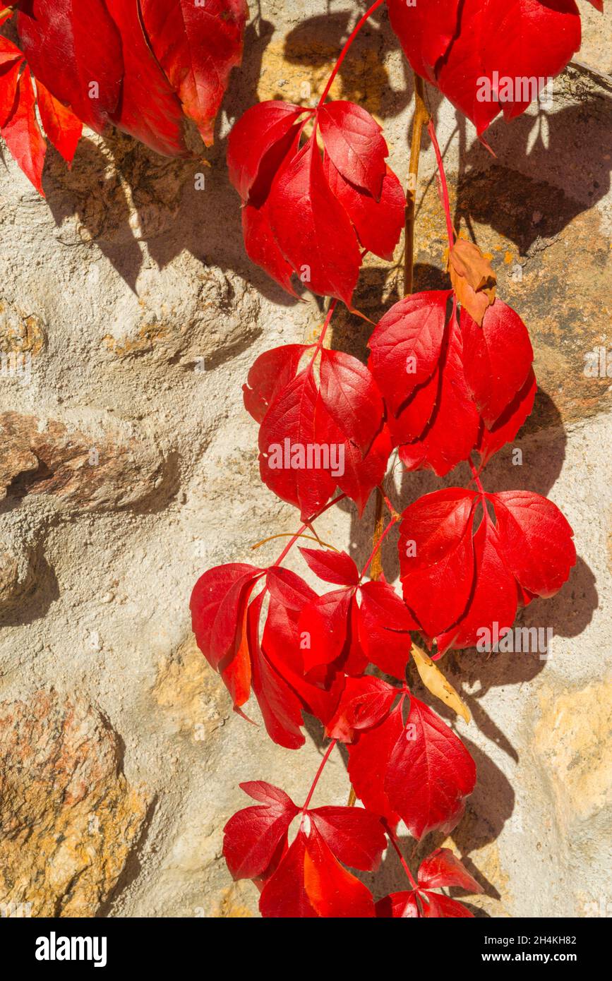 With red ivy hi-res stock photography and images - Alamy