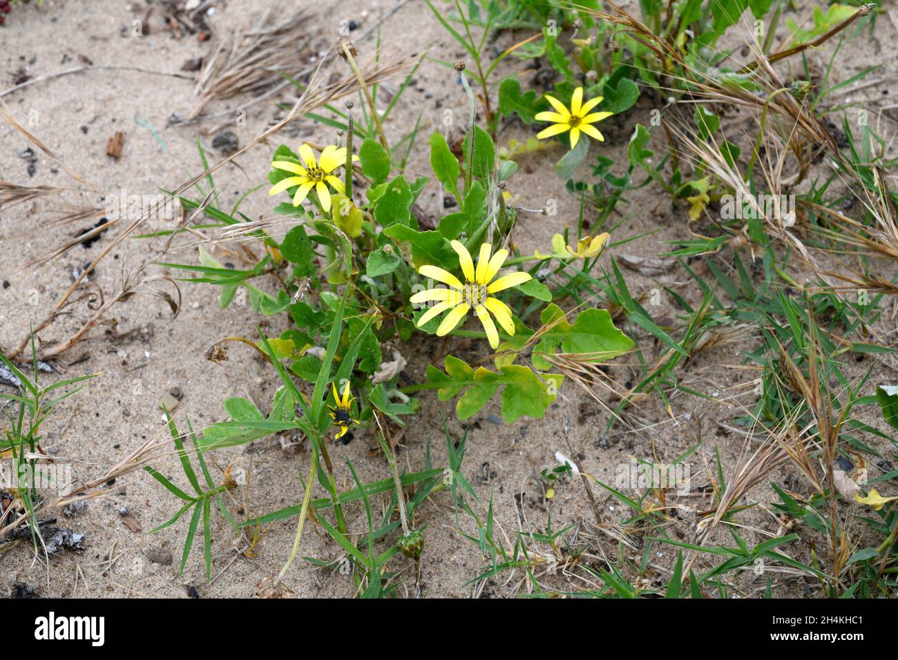 Calendula plant hi-res stock photography and images - Alamy
