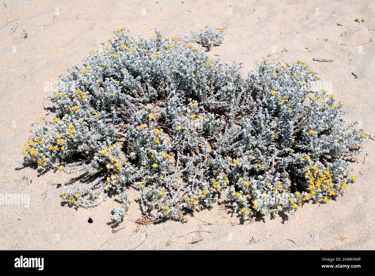 Cotton weed hi-res stock photography and images - Alamy