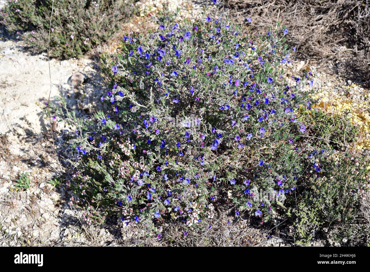 Shrubby gromwell lithodora fruticosa hi-res stock photography and ...