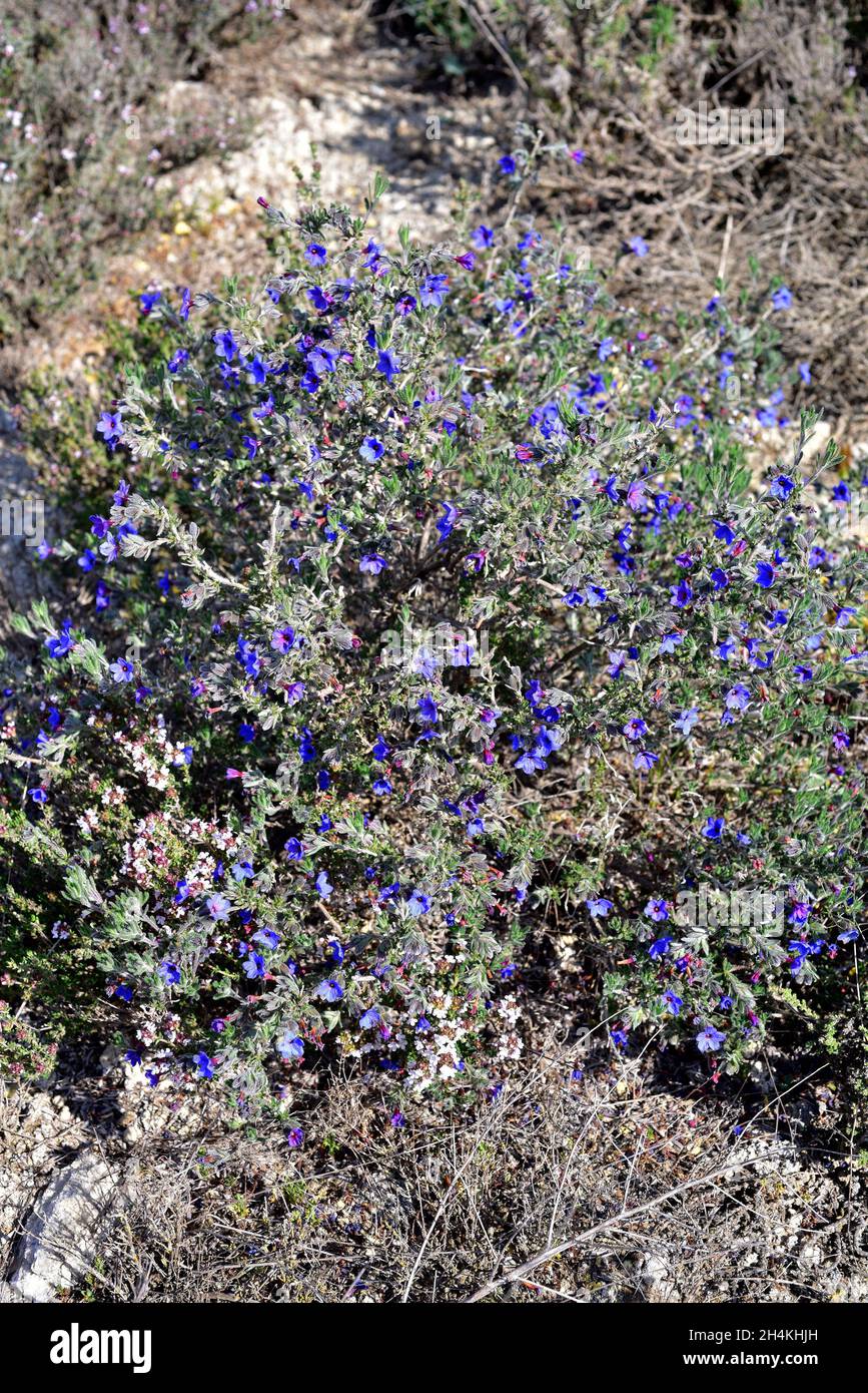 Lithospermum High Resolution Stock Photography and Images - Alamy