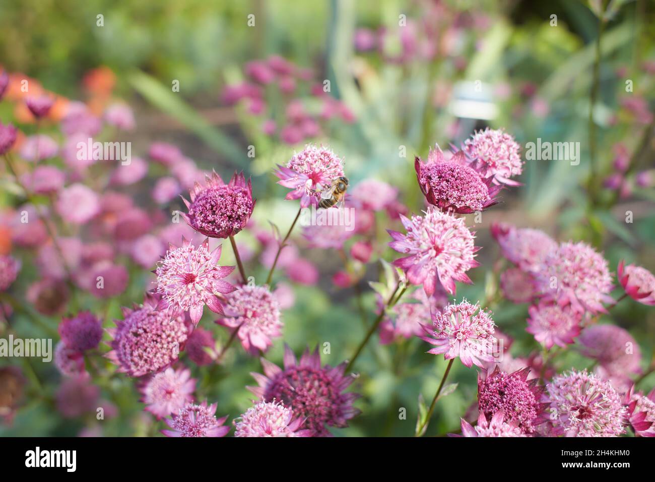Pink astrantia flowers. Astrantia major Moulin Rouge Stock Photo - Alamy