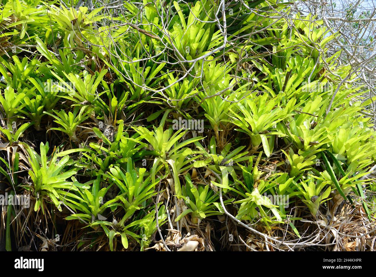 Epiphytic Plant High Resolution Stock Photography and Images - Alamy