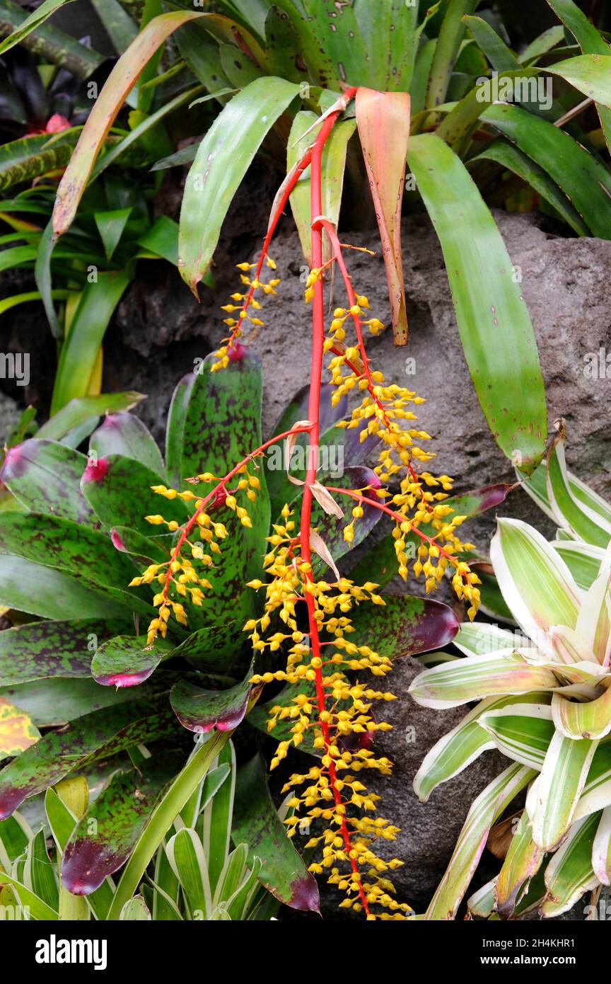 Catopsis sp hi-res stock photography and images - Alamy