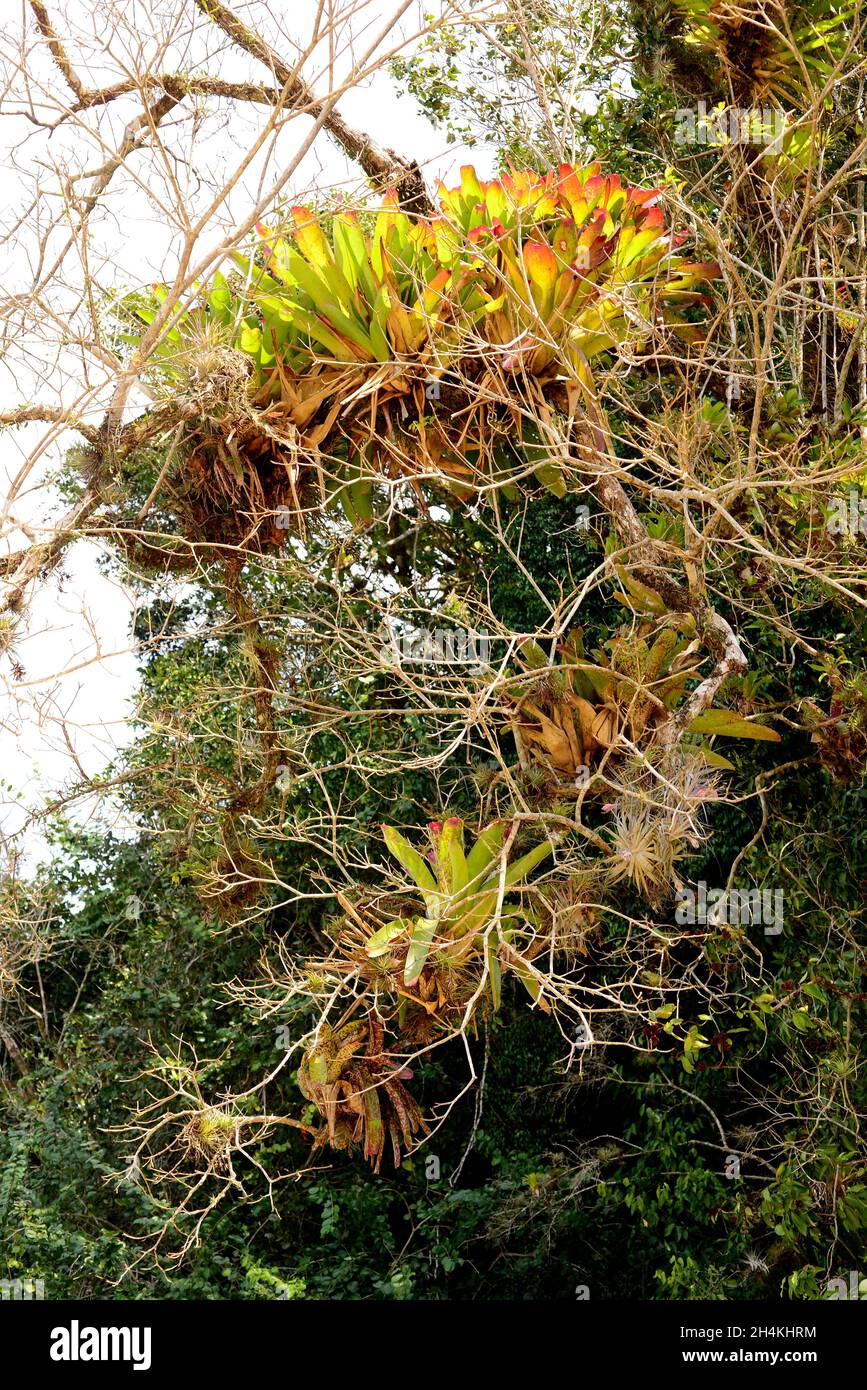 Epiphytic plants hi-res stock photography and images - Alamy