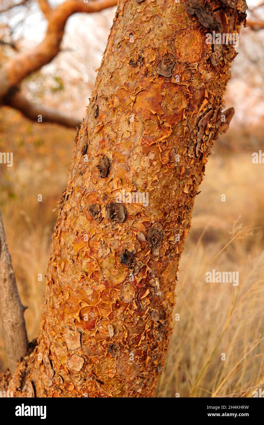 Commiphora Tree High Resolution Stock Photography and Images - Alamy