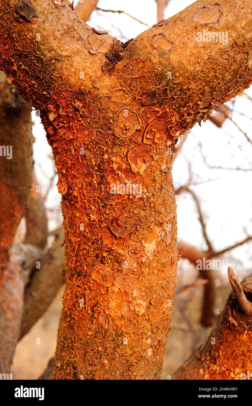 Commiphora Tree High Resolution Stock Photography and Images - Alamy