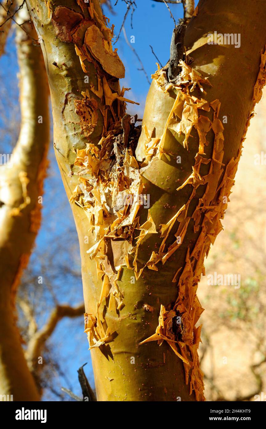 Commiphora tree hi-res stock photography and images - Alamy