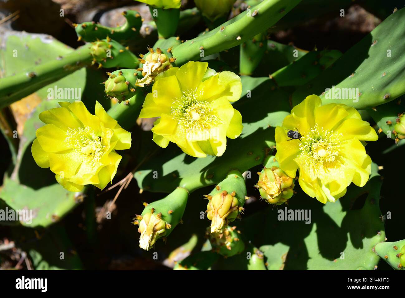 Flower native to india hi-res stock photography and images - Alamy