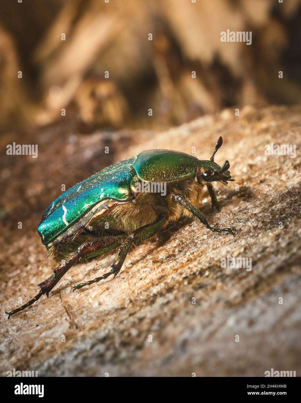 Little shiny bug hi-res stock photography and images - Alamy