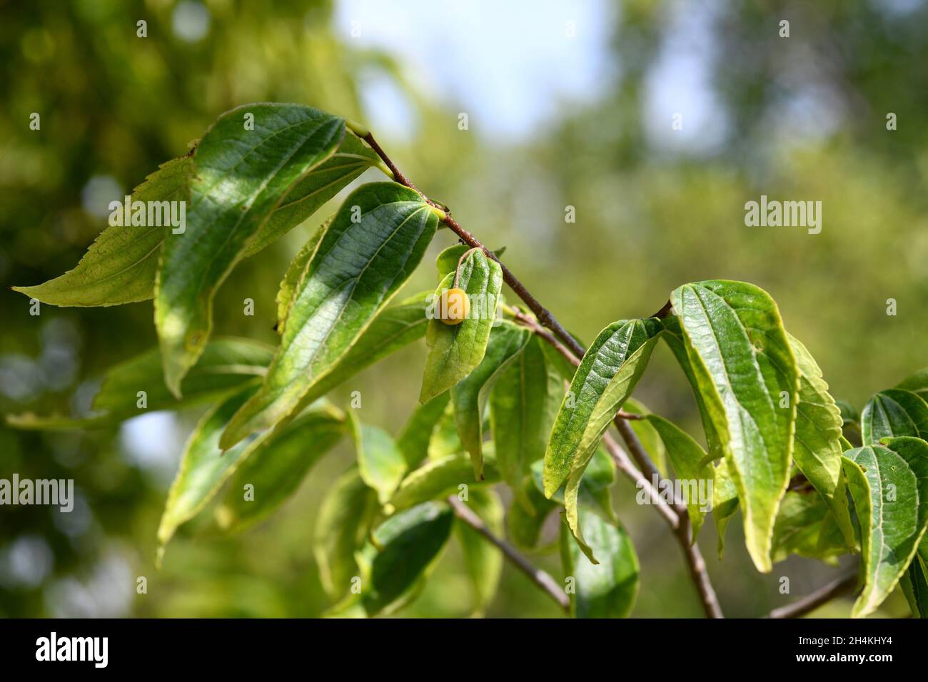 Deciduous fruit hi-res stock photography and images - Alamy