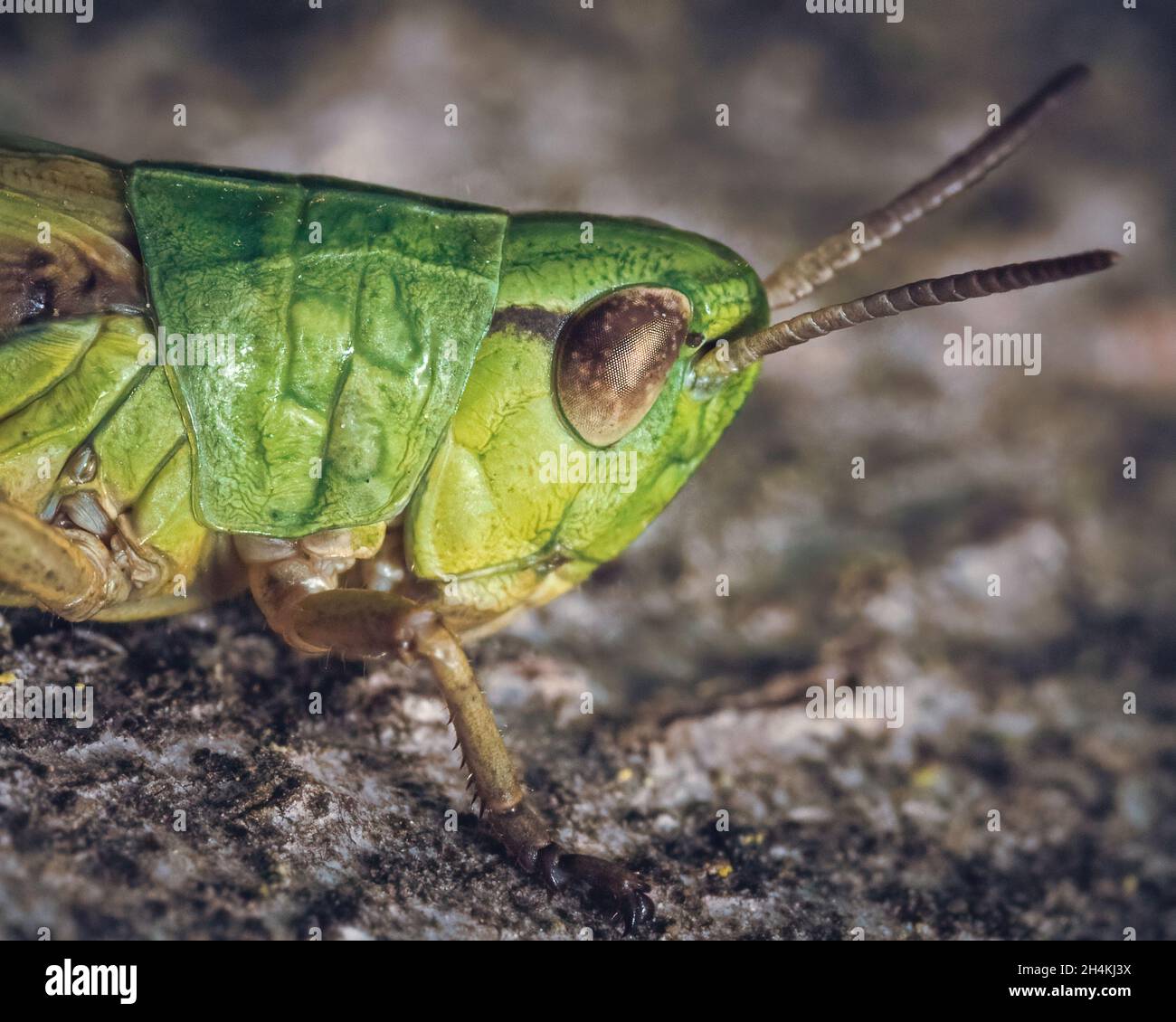 Insect detail capture hi-res stock photography and images - Alamy