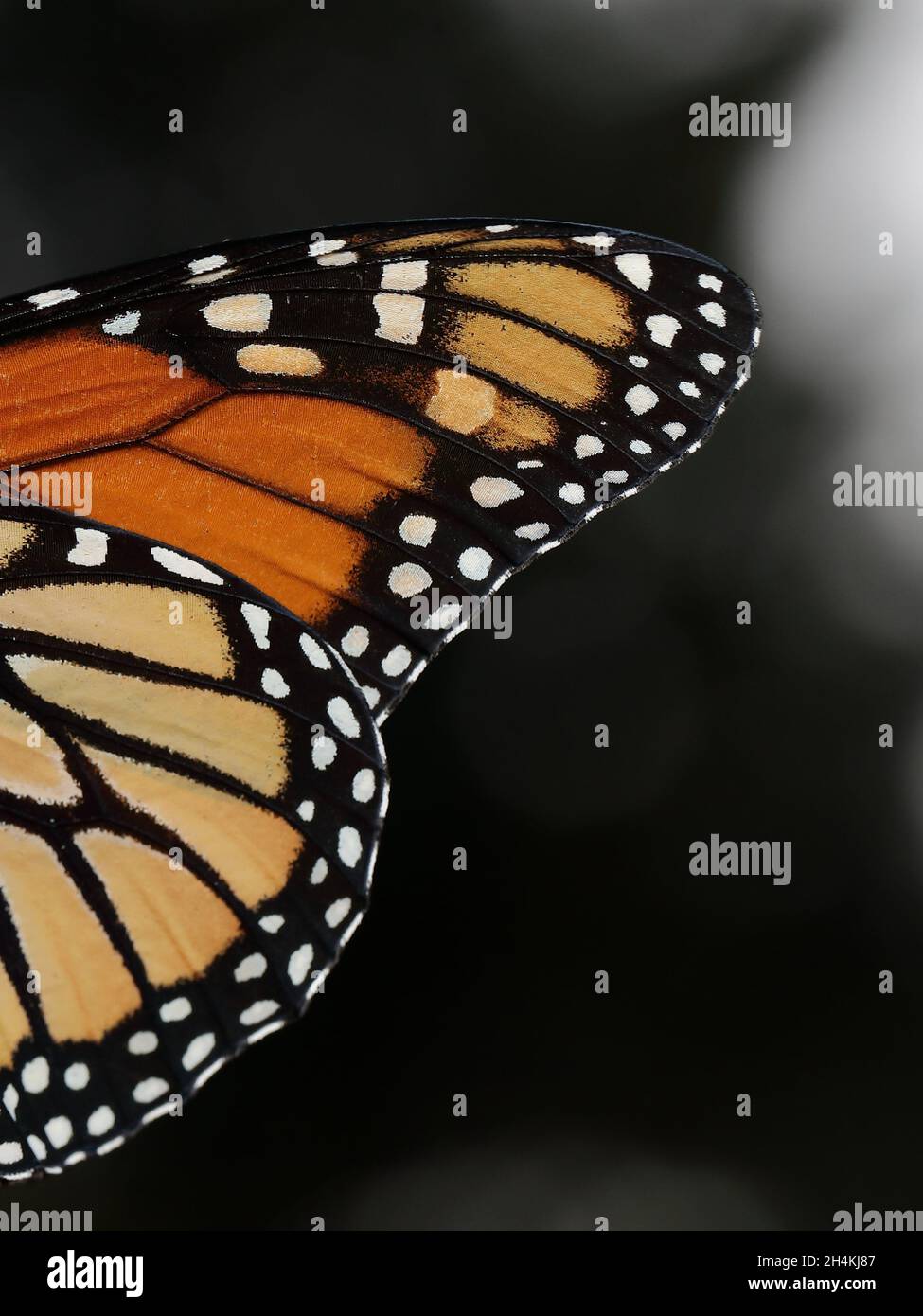 Butterfly wing detail hi-res stock photography and images - Alamy