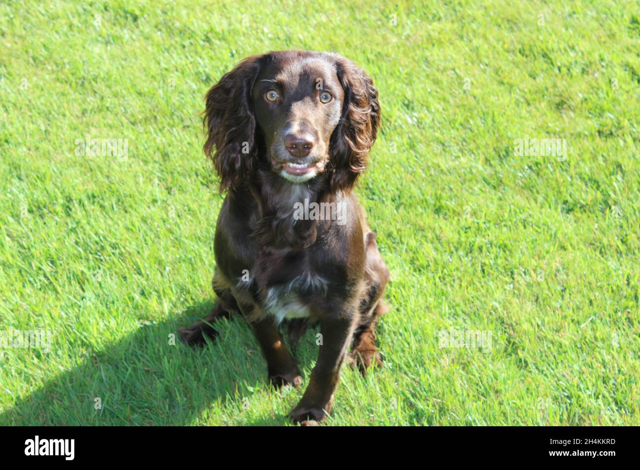 Sprocker dog hi-res stock photography and images - Alamy