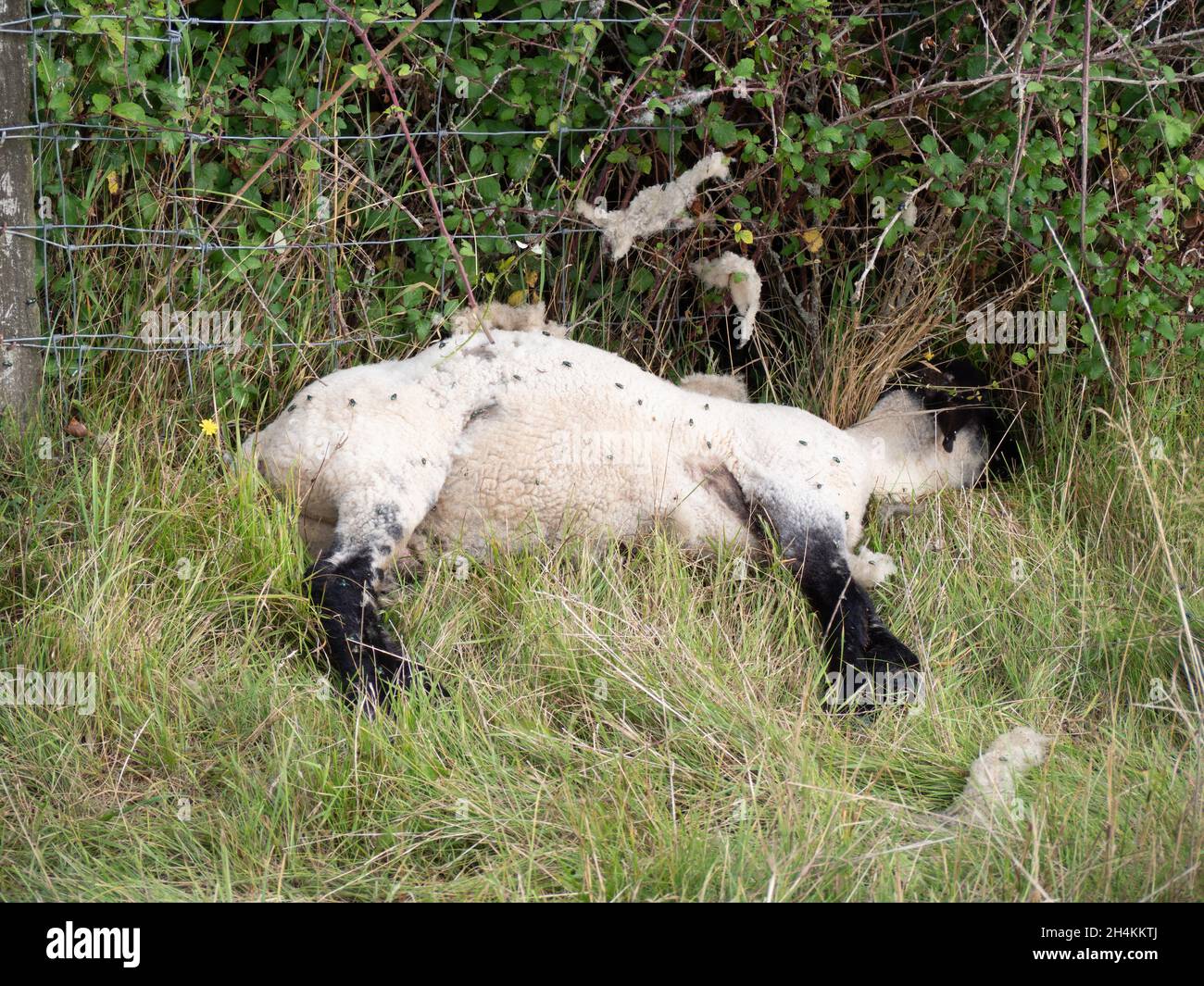 Dead sheep by hedge in field. Agriculture Stock Photo - Alamy