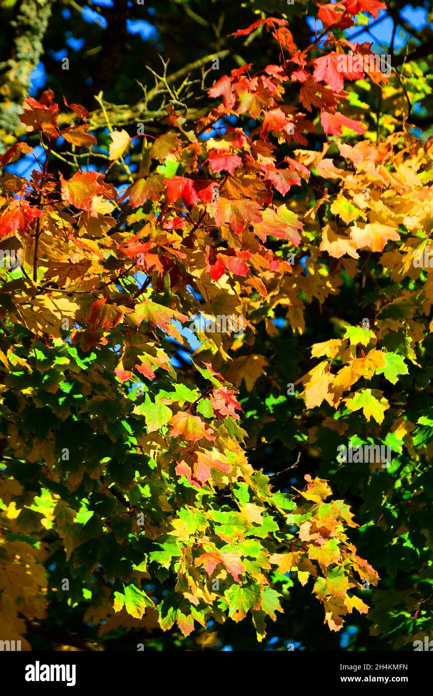 Autumn france leaves hi-res stock photography and images - Alamy